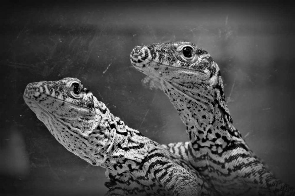 Kebun Binatang Surabaya Kembali Menetaskan Telur Komodo ...